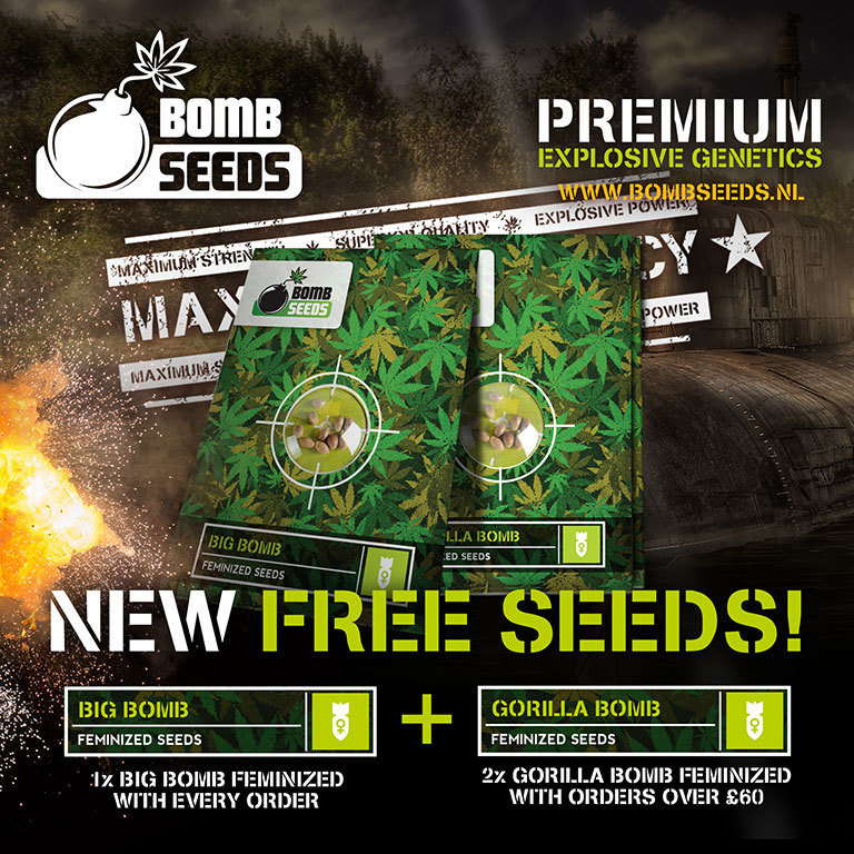 Explosive cannabis seeds genetics from Bomb Seeds