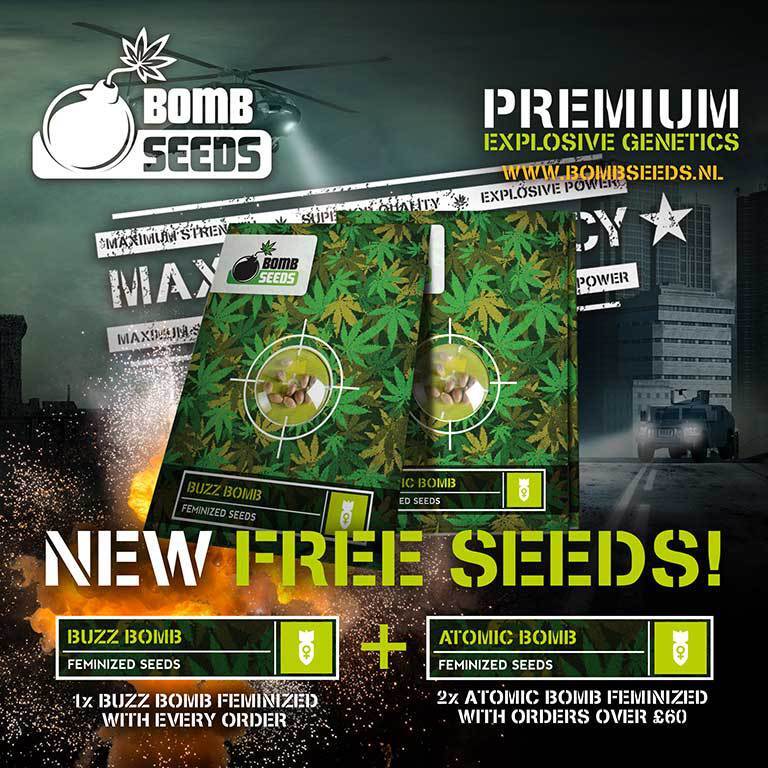 Explosive cannabis seeds genetics from Bomb Seeds